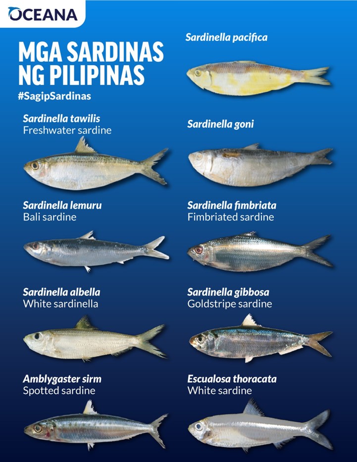 Bryce McIntyre: Sardines and the Tragedy of the Commons - Catanduanes ...
