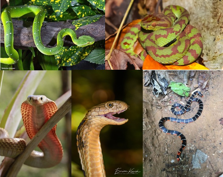 Bryce McIntyre: Isle of Abundance: The Biodiversity Jewel of ...